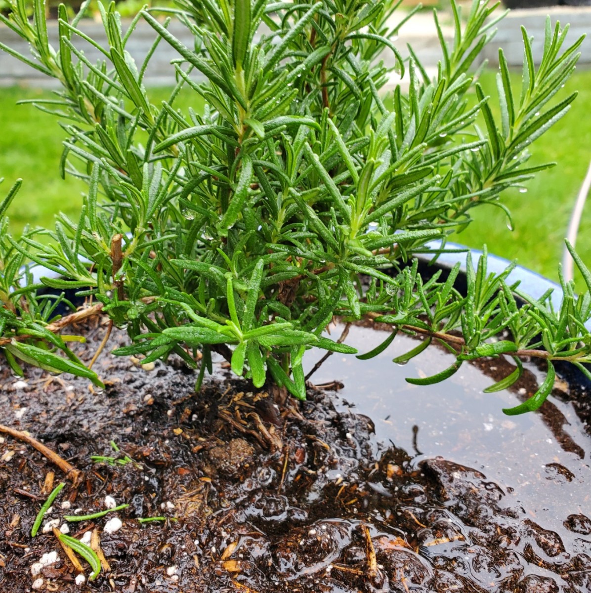 Suffocating the seed: Reflections on the Parable of the Sower ...